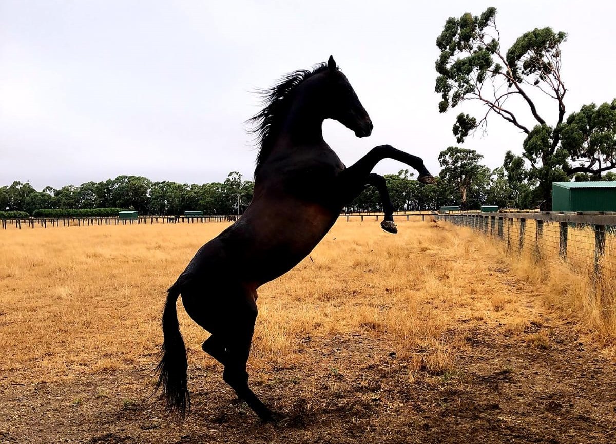 Welcome to Ultra Thoroughbreds - Ultra Thoroughbreds