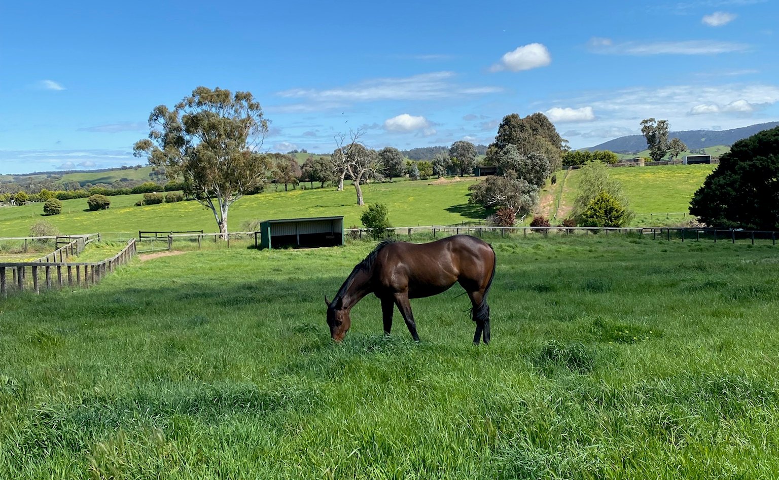 Welcome to Ultra Thoroughbreds - Ultra Thoroughbreds